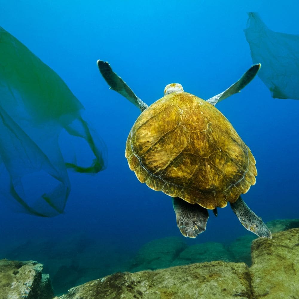 The Scary Truth About Plastic Bags (And What You Can Do About It ...